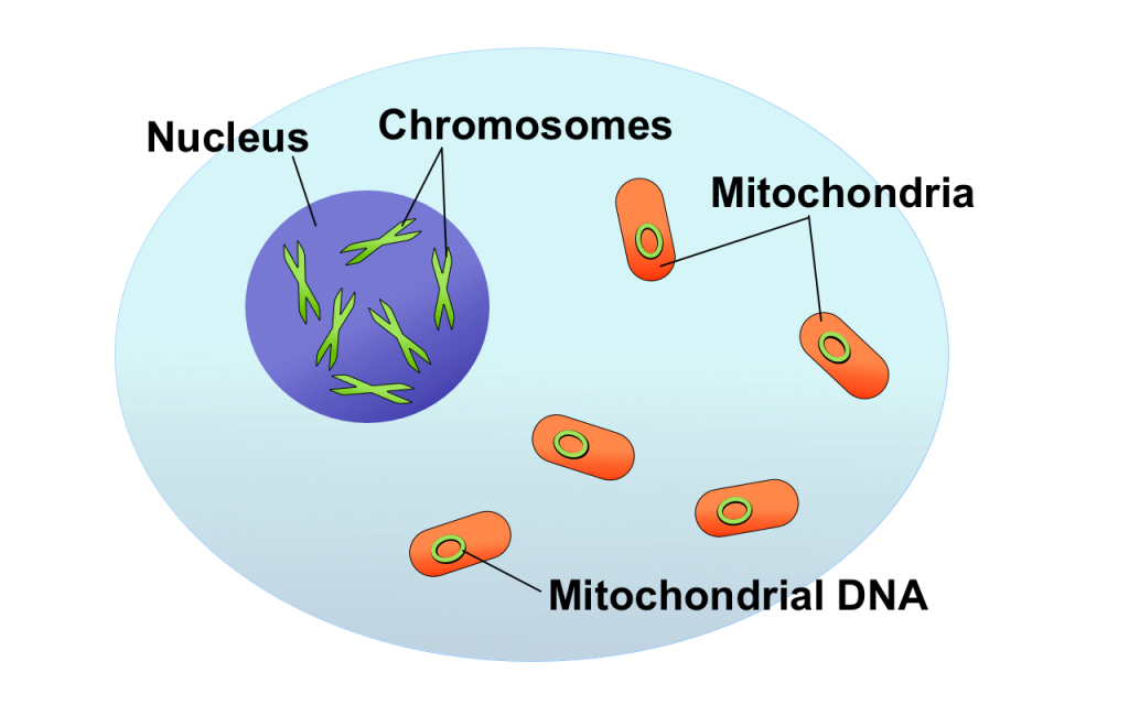 Mitochondrial DNA- Your Other Genome